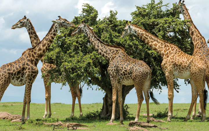 Counting Giraffes
