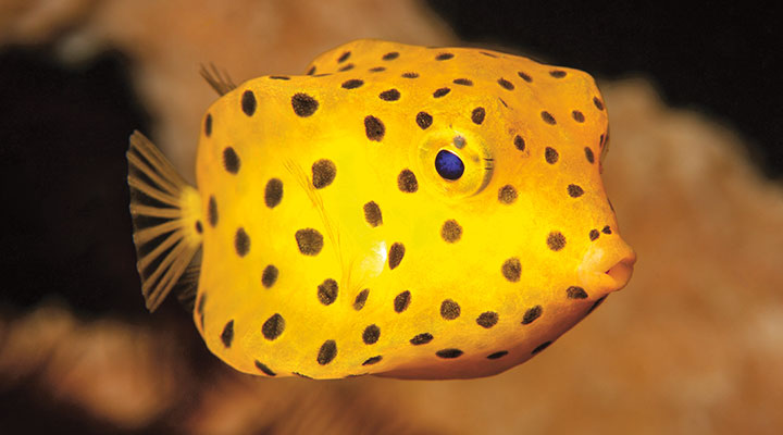 Square Swimmer Geometry Article for Students | Scholastic Math Magazine