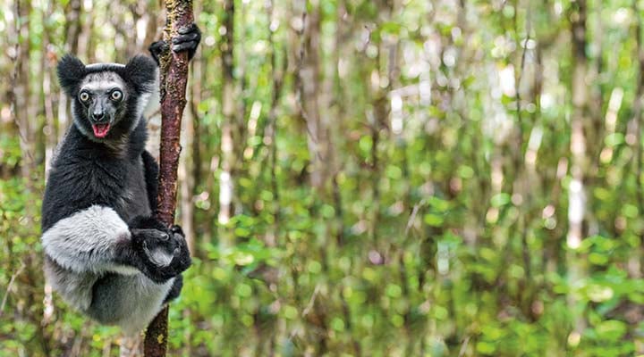 Singing Lemurs Ratios& Proportions Article for Students | Scholastic ...