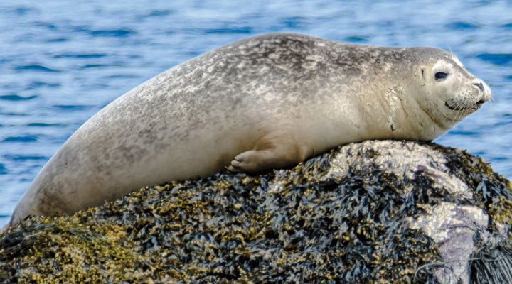 AI For Seals Algebra Article for Students | Scholastic Math Magazine