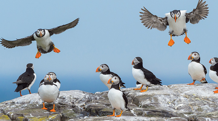 Return of the Puffins Algebra Ratios & Proportions for Students ...