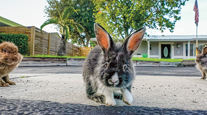 Rabbit Invasion Ratios & Proportions Article for Students | Scholastic ...