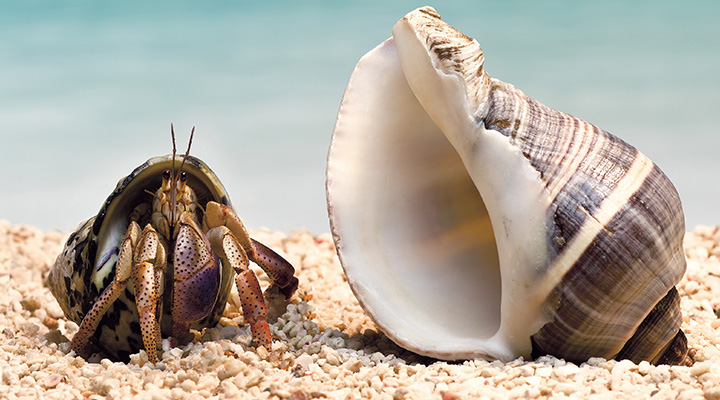 Hermit Crab House Swap Numbers & Operations Article for Students ...