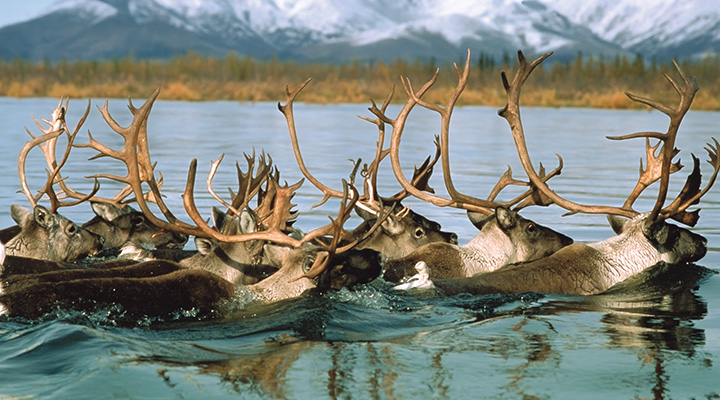 Caribou on the Move Ratios & Proportions Article for Students ...