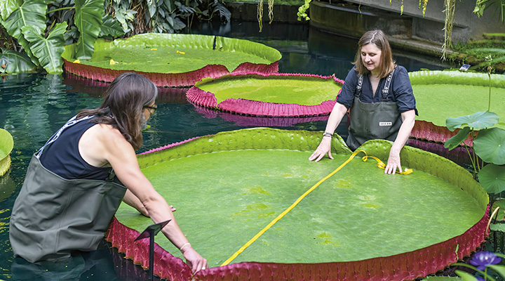 World's Biggest Water Lily Geometry Article for Students | Scholastic ...