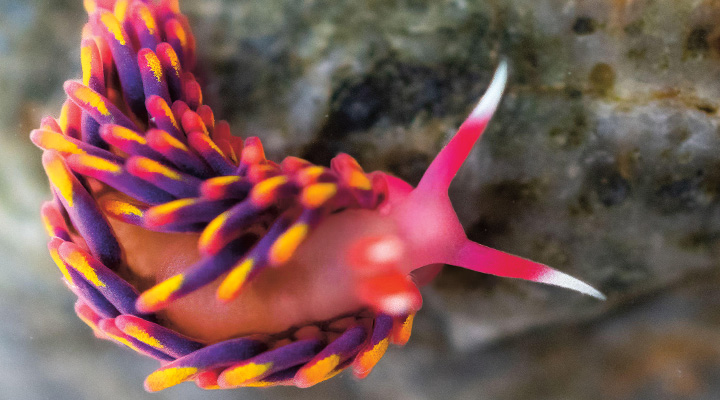 Rare Rainbow Slug Algebra Article for Students | Scholastic Math Magazine