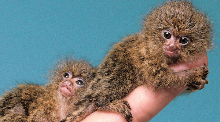 The World's Tiniest Animals Fractions Article for Students | Scholastic ...