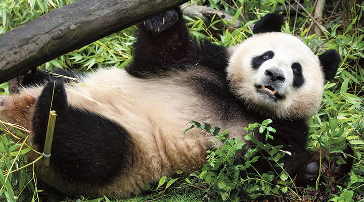 Welcome Back, Pandas Statistics & Probability Article for Students ...