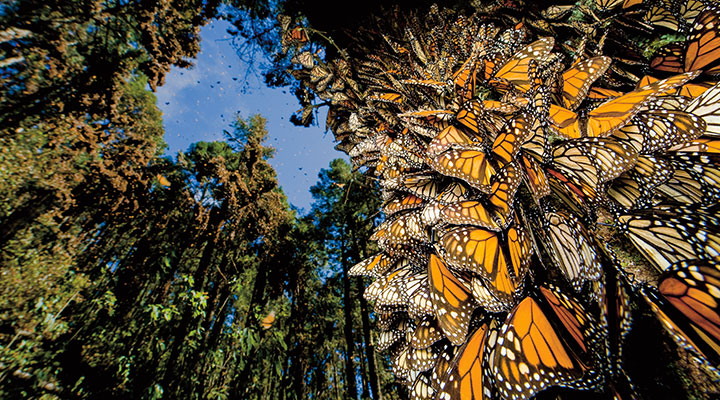 Saving Monarch Butterflies Ratios & Proportions Article for Students ...