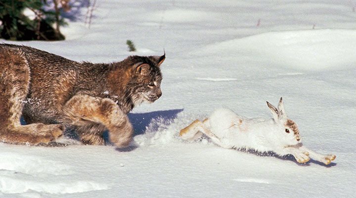 Long-Distance Lynx Ratios & Proportions Article for Students ...